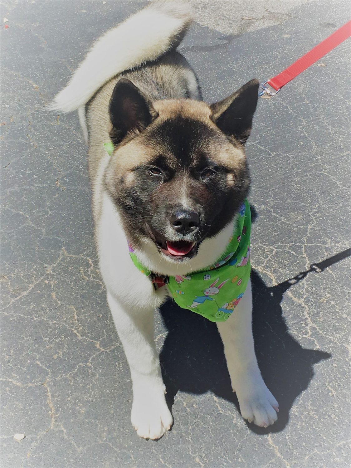 Dog Grooming Services | Haw Creek Pet Care | Asheville